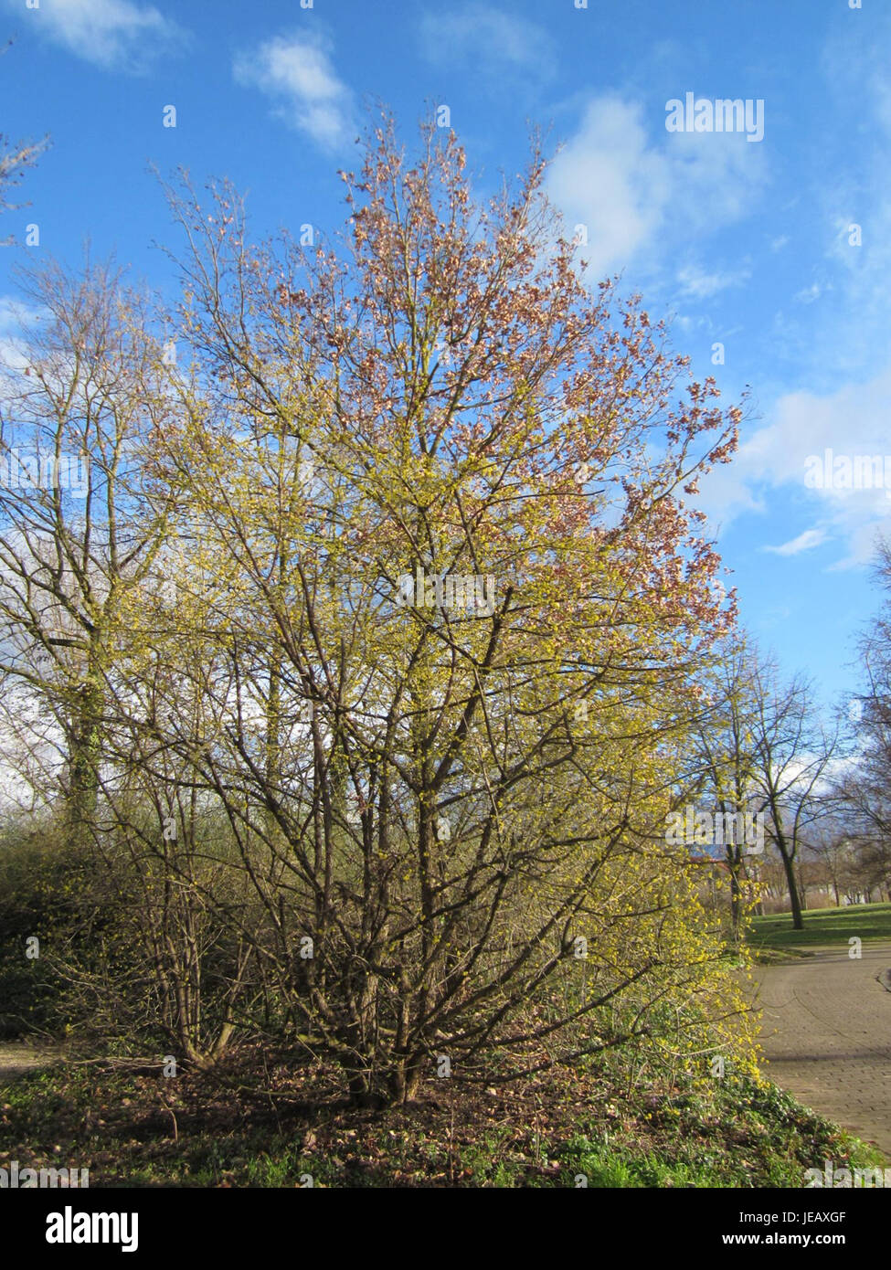 This image showcases the Cornelian cherry (Cornus mas) tree in bloom ...