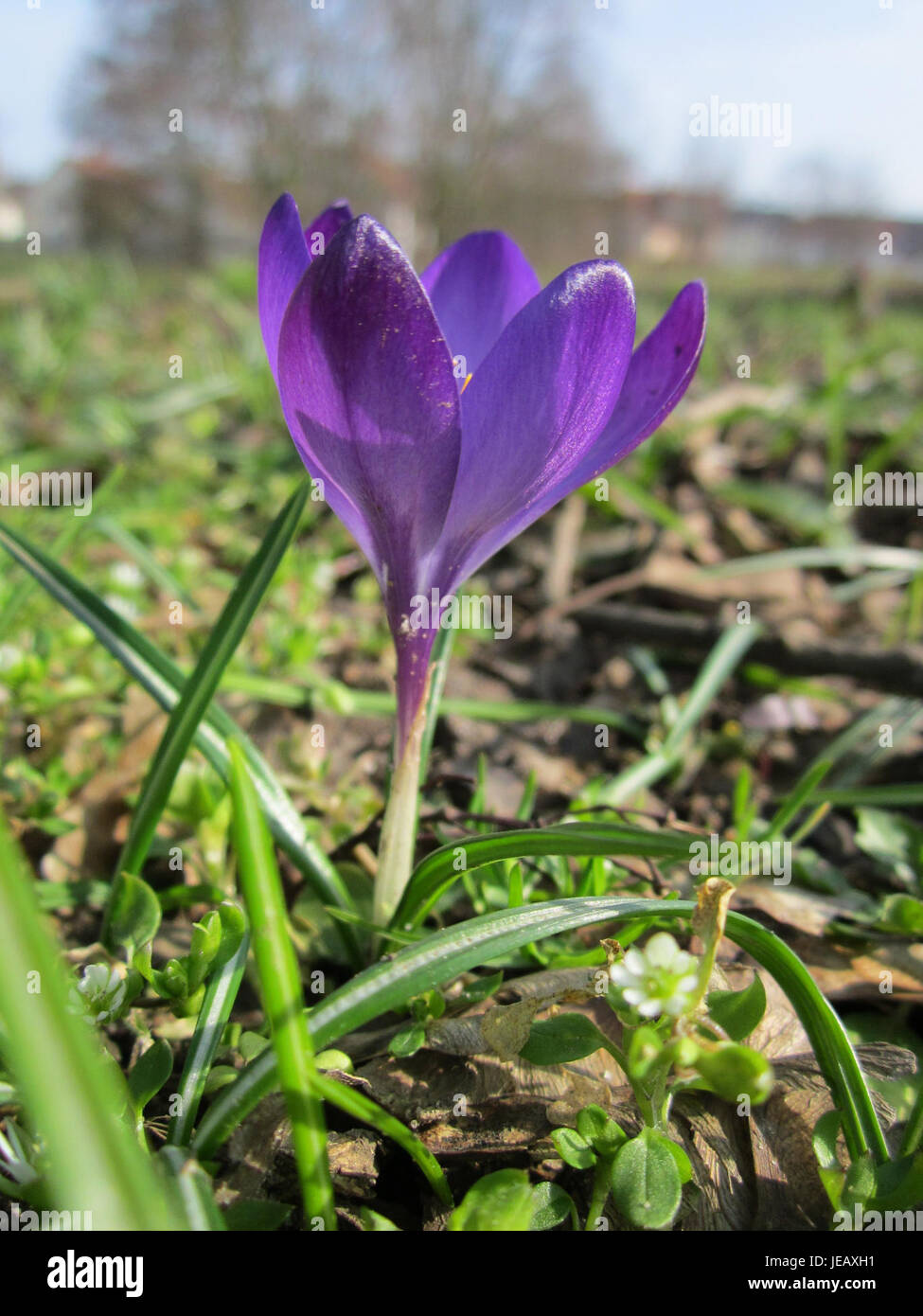 The image depicts Crocus tommasinianus, a species of early-blooming ...