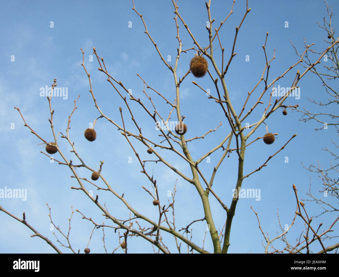 A plane tree (Platanus) in Hockenheim, Germany, stands as a prominent ...