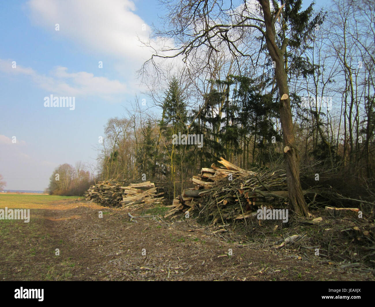 This photograph captures tree felling activities in St. Leon-Rot ...