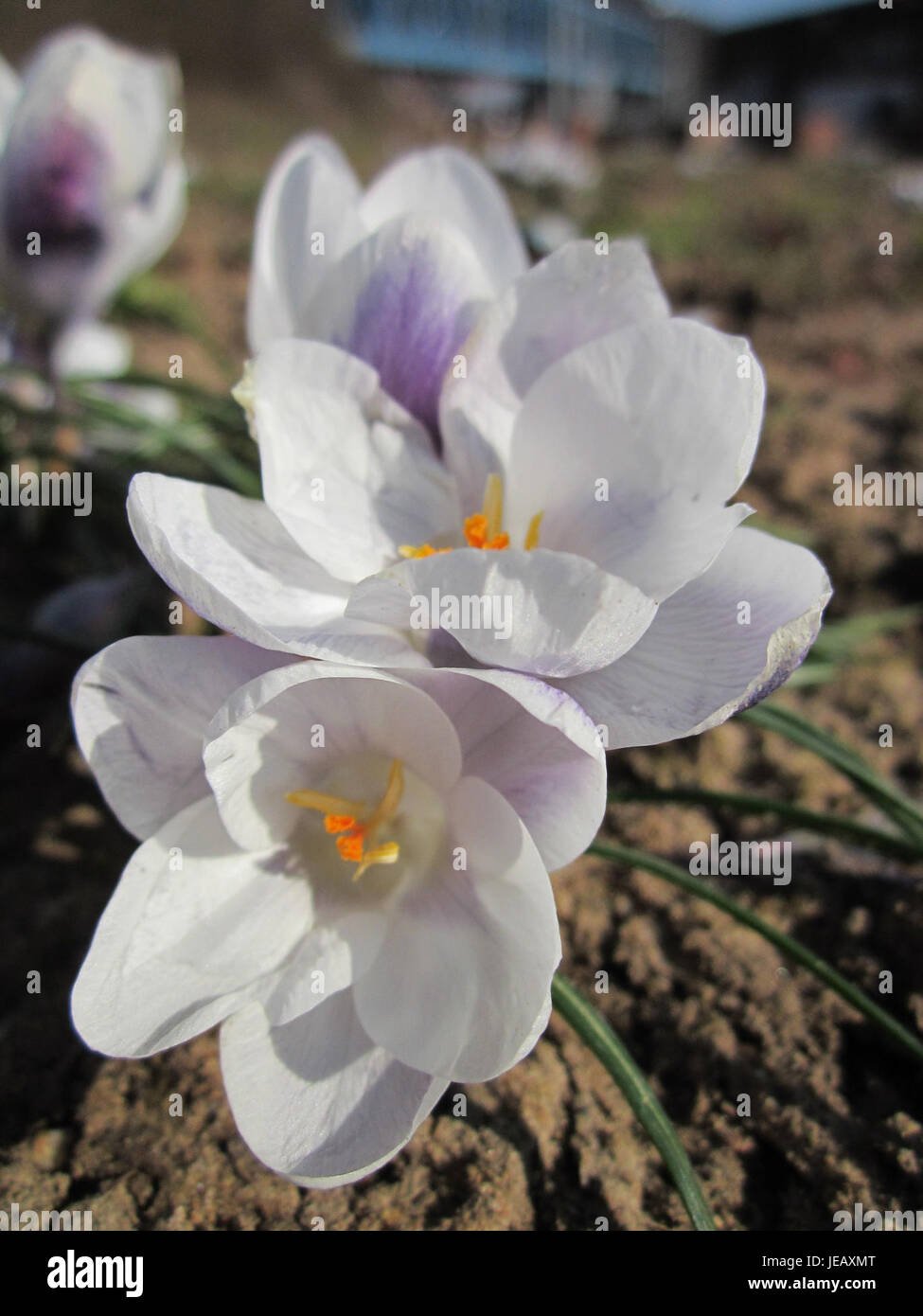 Crocus flowers bloom in Saarbrücken, Germany, on April 1, 2013. Known ...