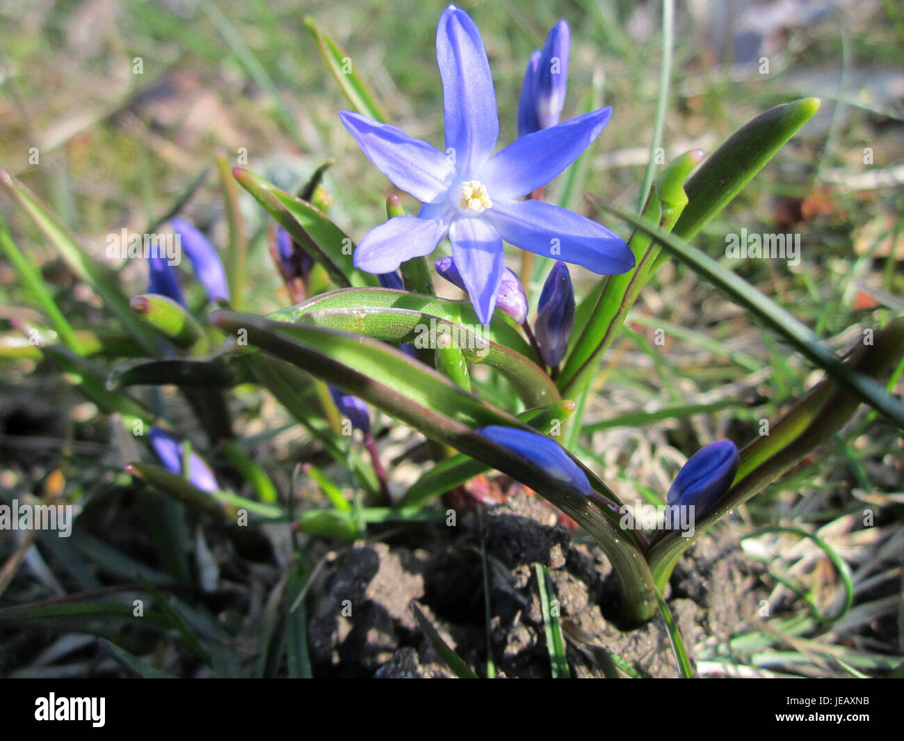 Sternhyazinthe, also known as star hyacinth, is a flowering plant ...