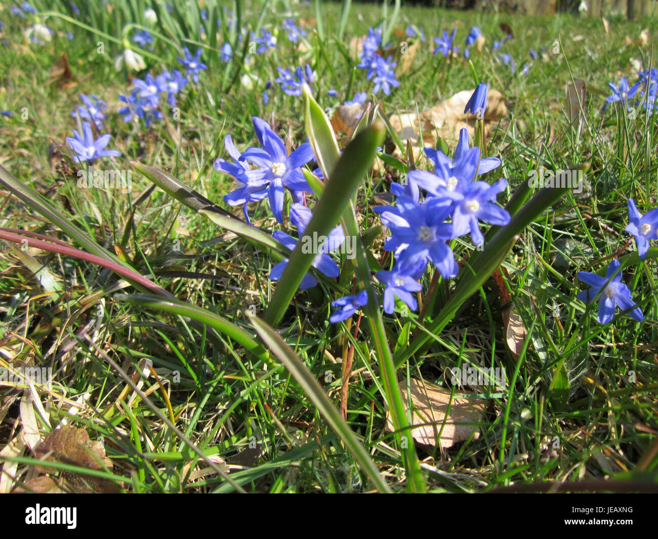 How to care for hyacinth flowers hi-res stock photography and images ...