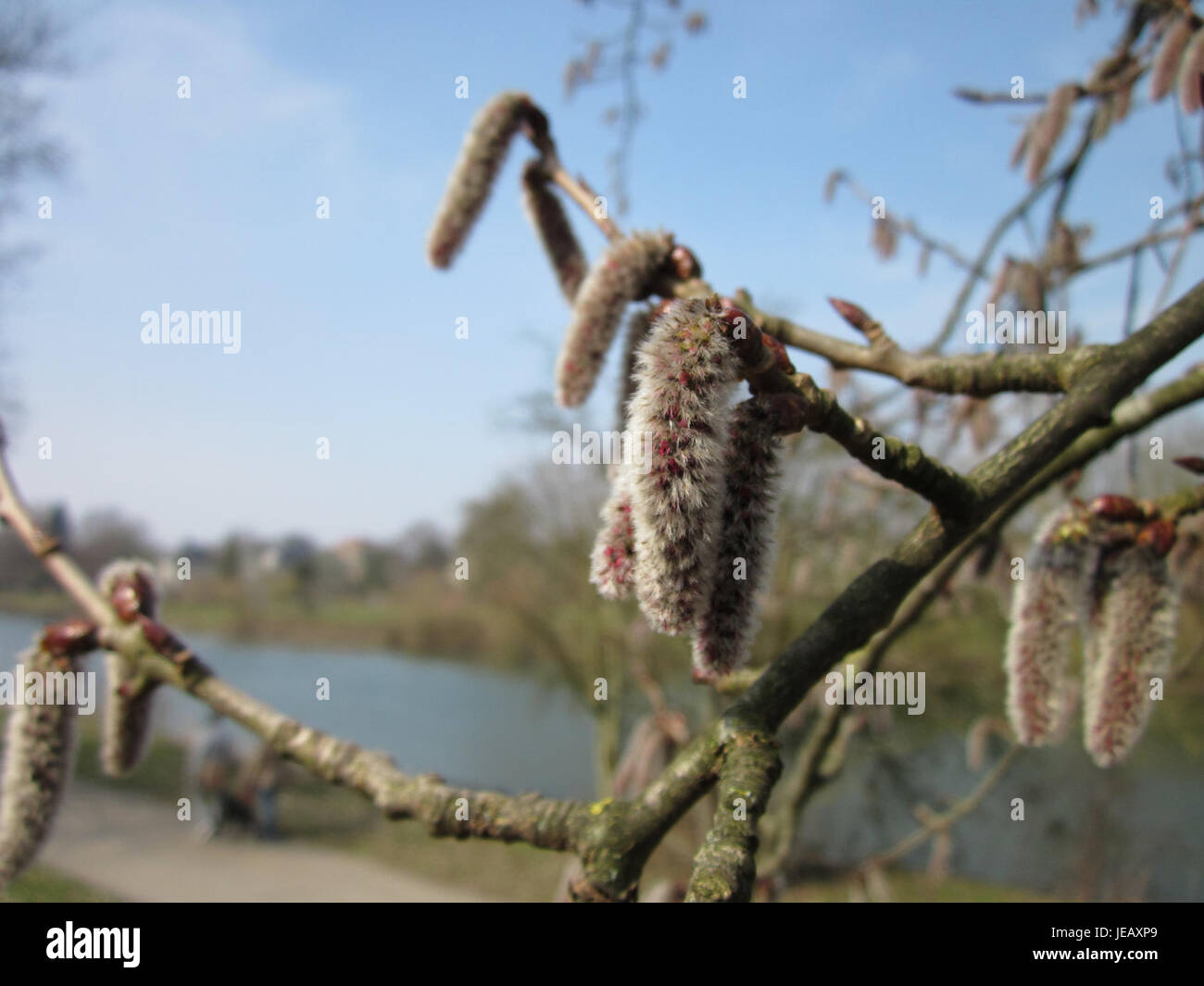 Distinct tree hi-res stock photography and images - Alamy