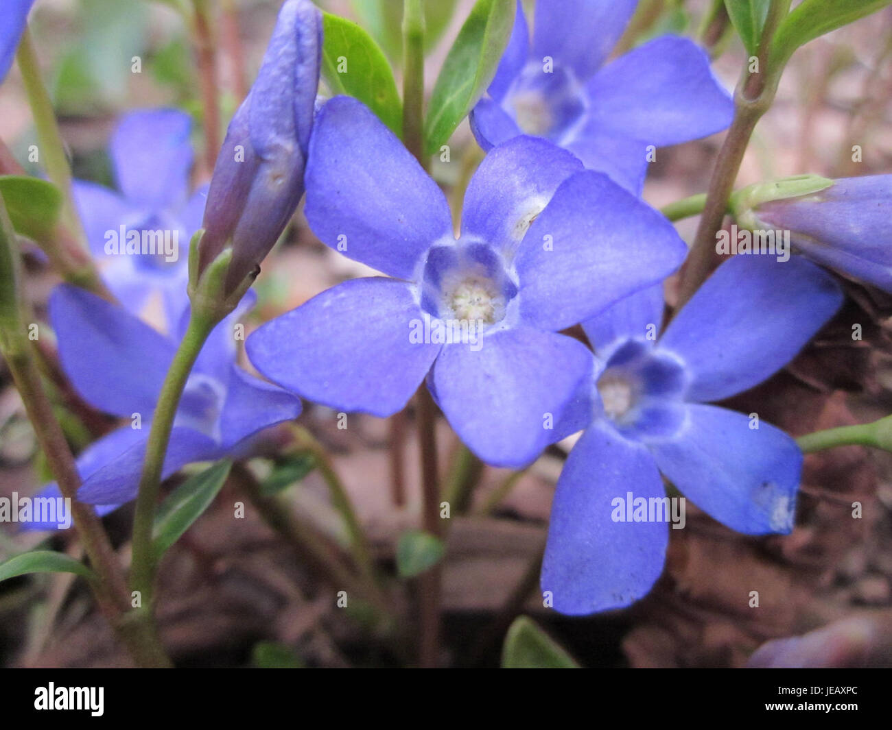 A photo of an evergreen plant taken in Saarbrücken. The image showcases ...