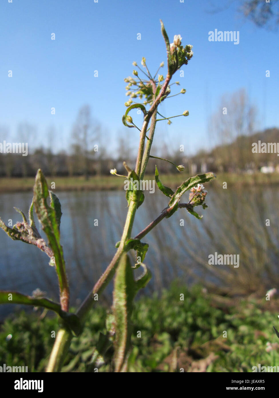 Capsella bursa pastoris known hi-res stock photography and images - Alamy