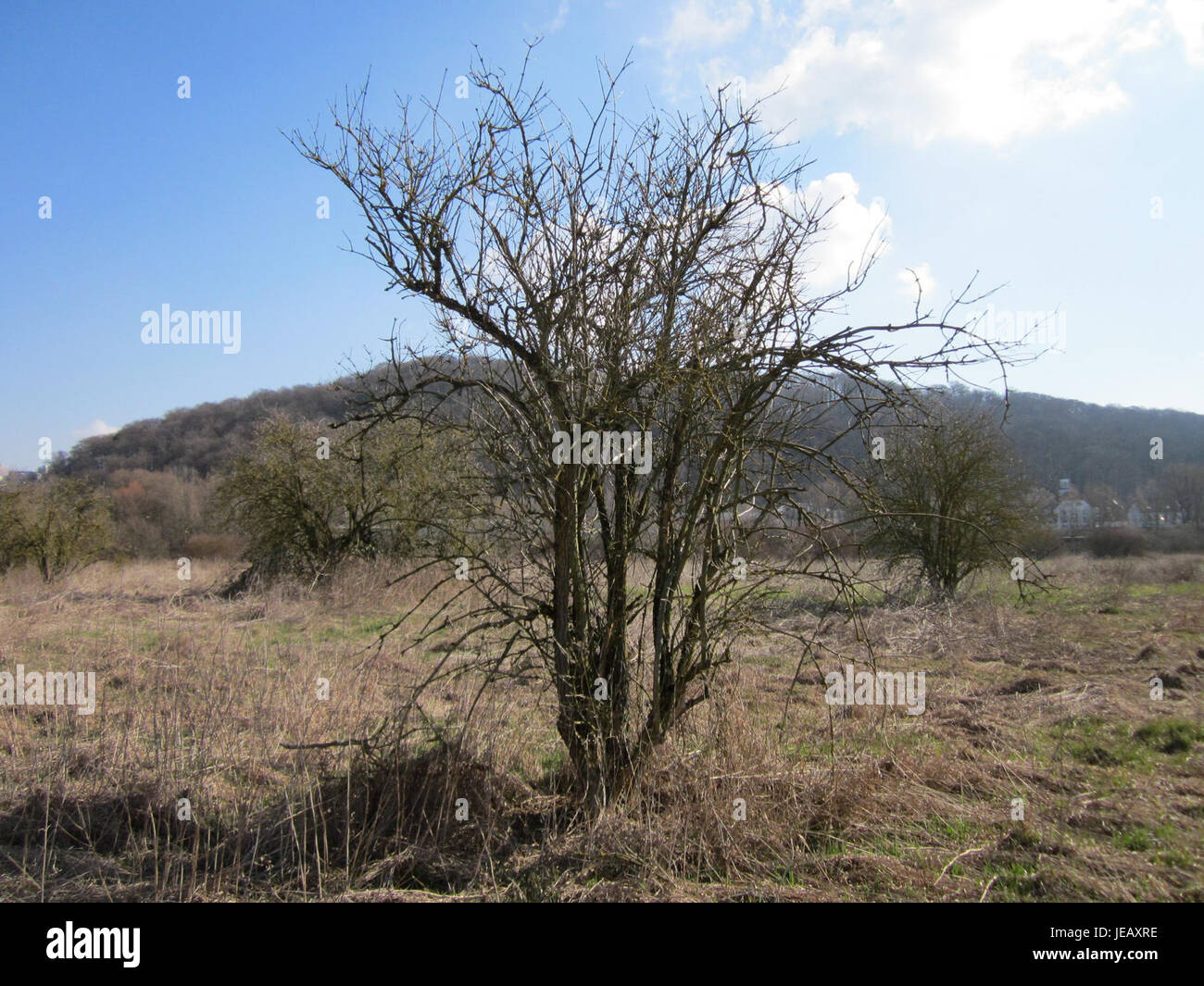 A scenic photograph of St. Arnualer Wiesen, a meadow area in Germany ...