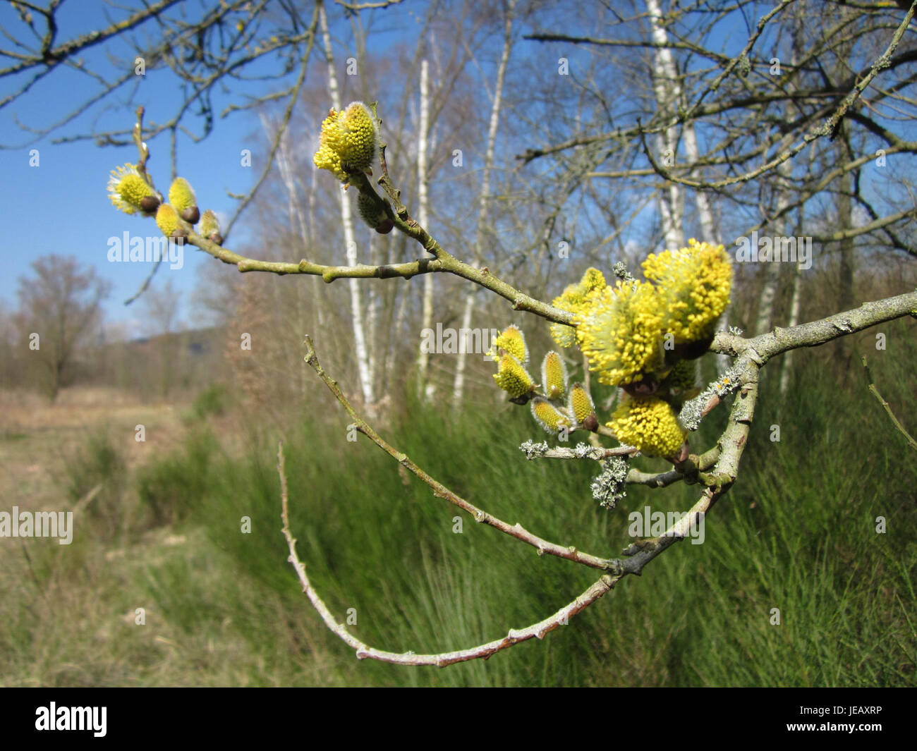 St. Arnualer Wiesen is a natural area in Germany, known for its scenic ...