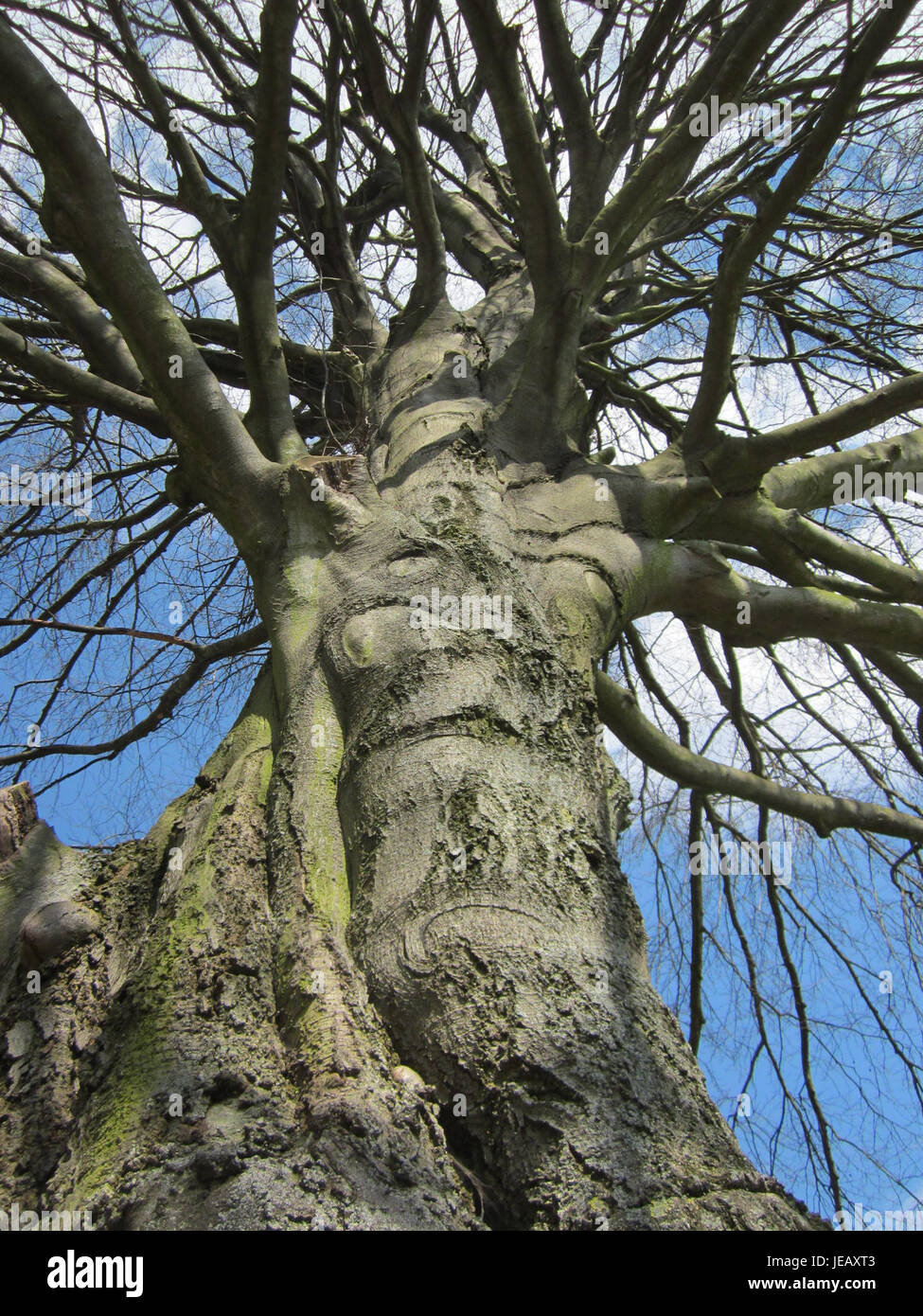 This photo depicts a Beech tree (Fagus sylvatica) in Staden, Belgium ...