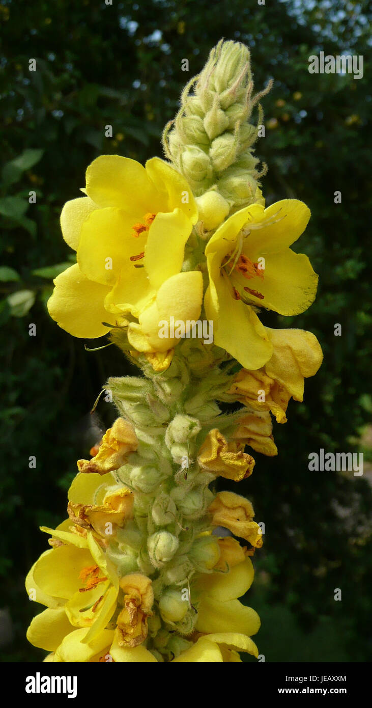 Medicinal plant great mullein hi-res stock photography and images - Alamy