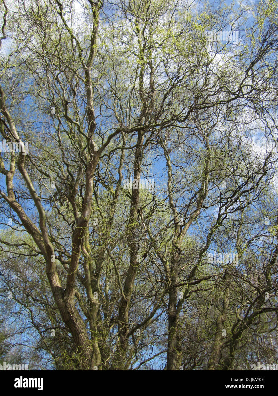 Distinctive twisted appearance hi-res stock photography and images - Alamy