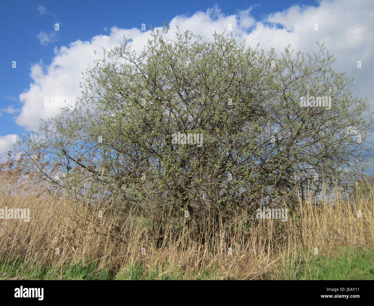 A photograph of Salix cinerea, commonly known as grey willow ...