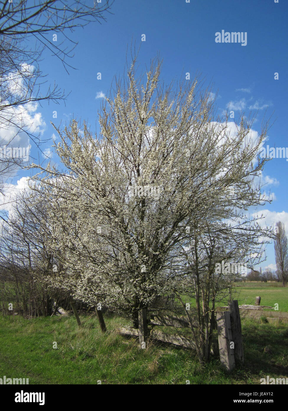 This image captures a scenic view of the Hockenheimer Rheinbogen, a ...