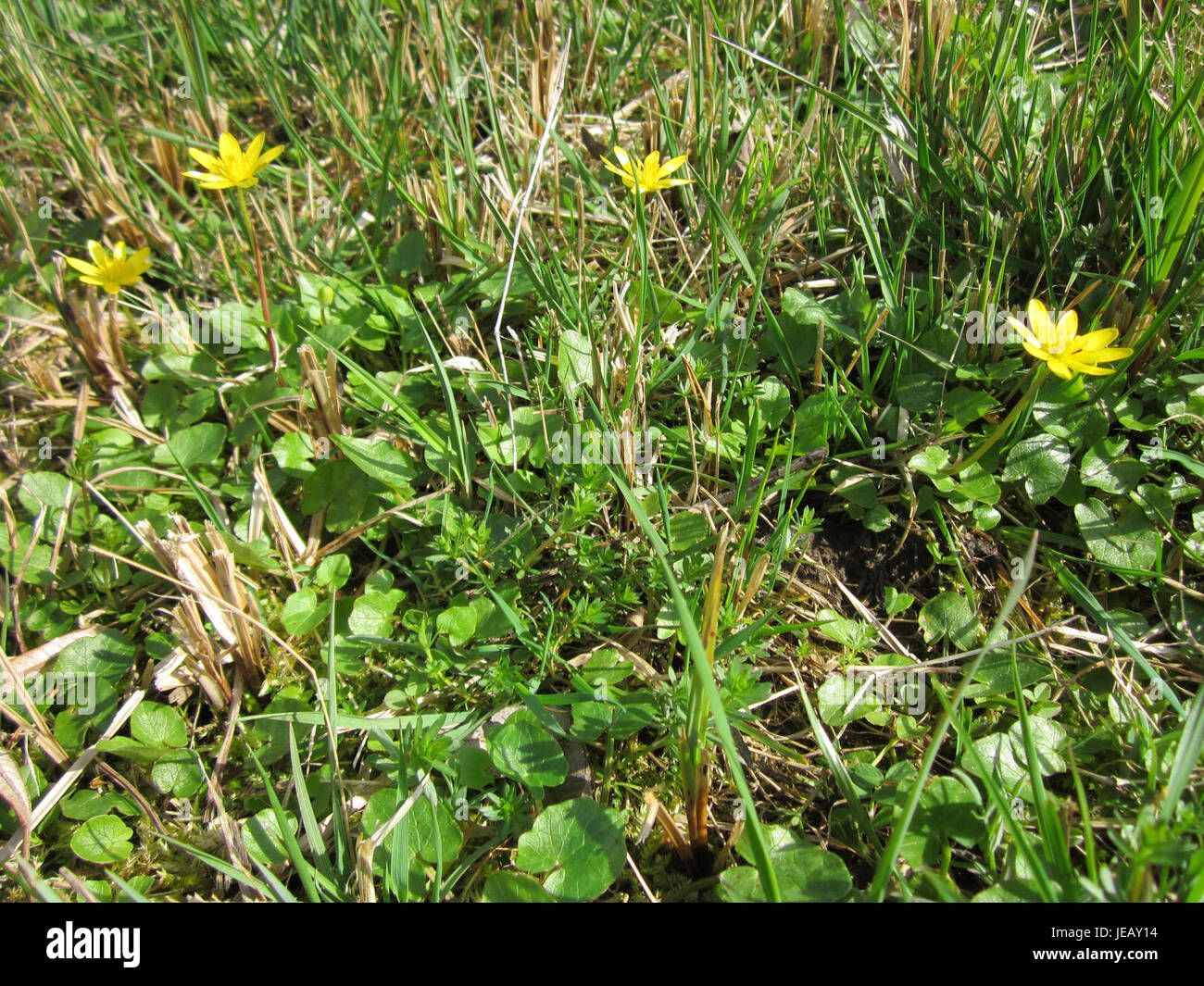 Scharbockskraut, also known as lesser celandine, is a flowering plant ...