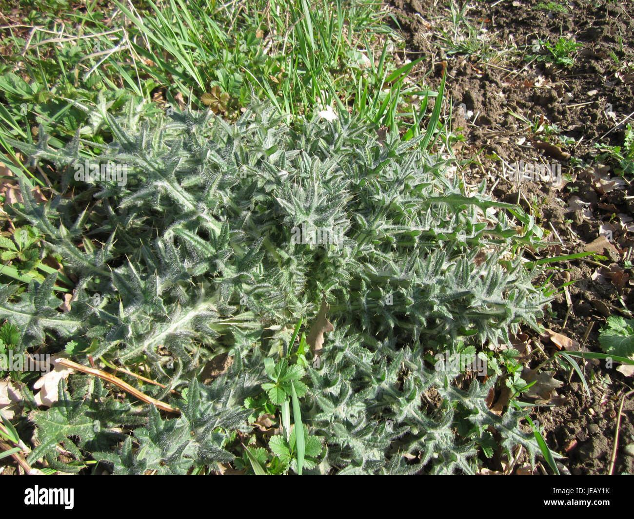 This image shows a distel, a type of thistle, growing near Hockenheim ...