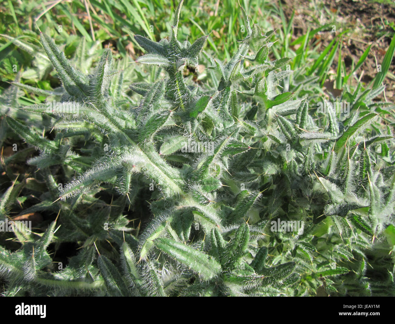 A photograph from April 13, 2013, showing a thistle (Distel) plant in ...