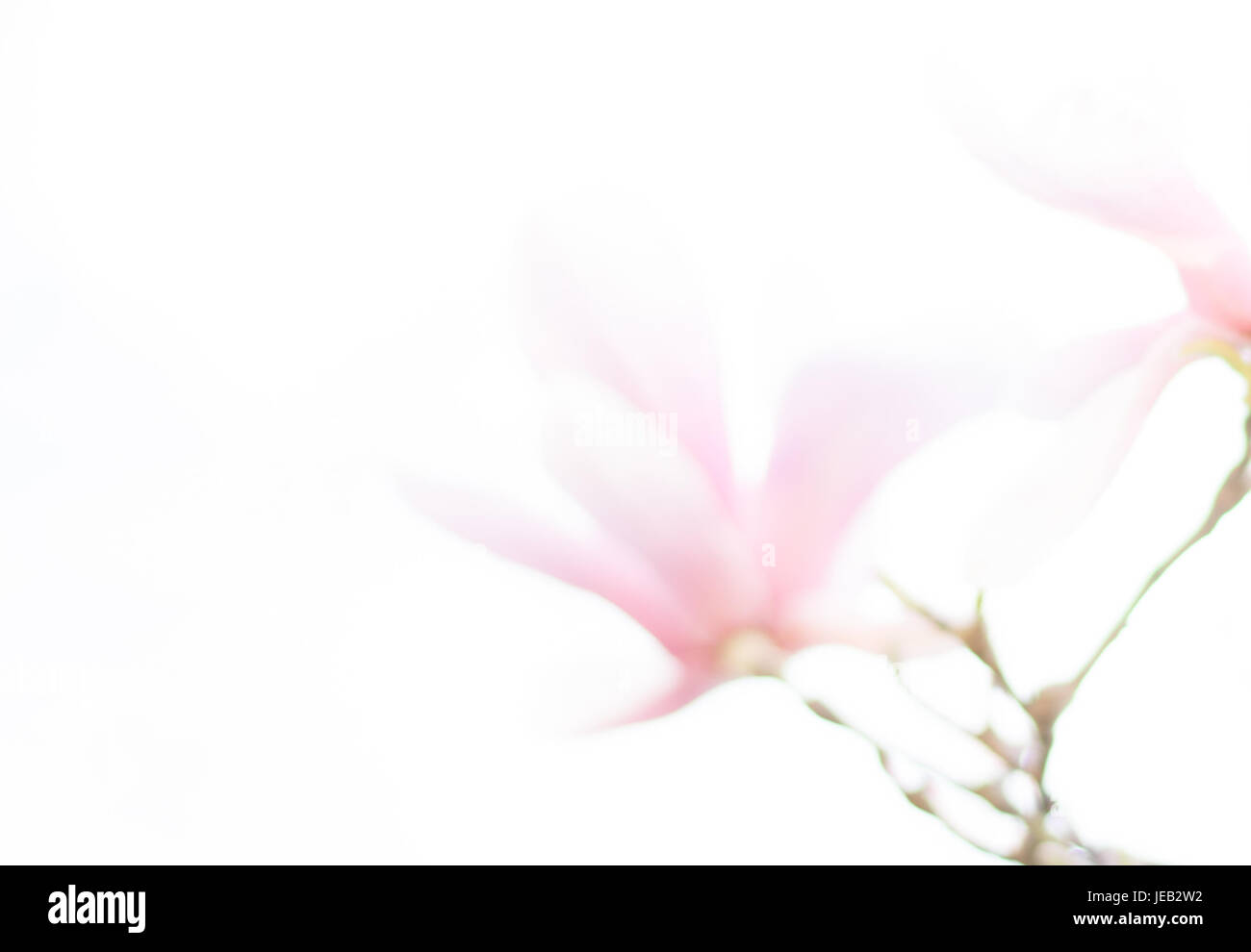 Abstract Magnolia Flower Stock Photo - Alamy