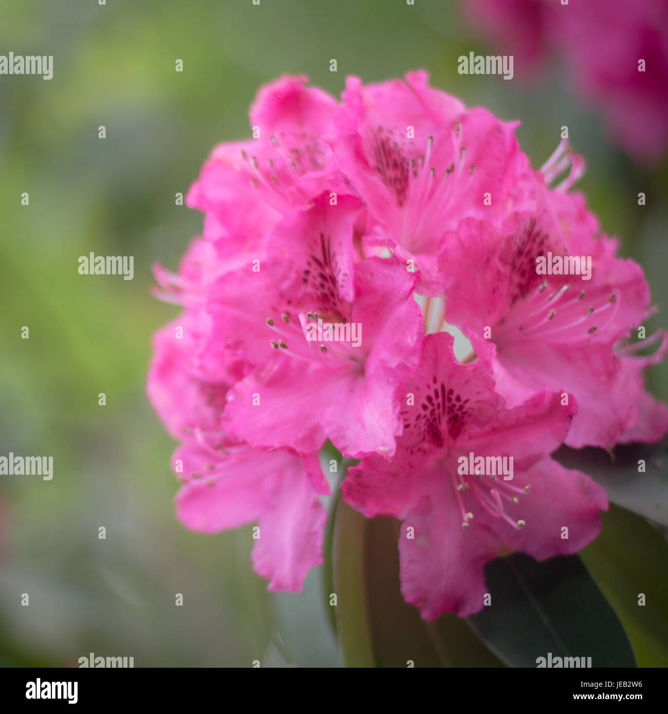 Azalea Bloom High Resolution Stock Photography and Images - Alamy