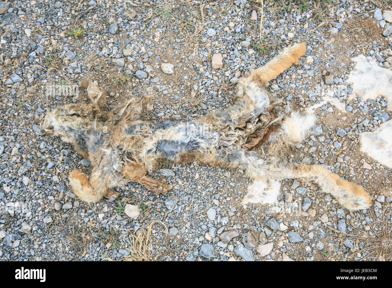 Death Rabbit High Resolution Stock Photography and Images - Alamy