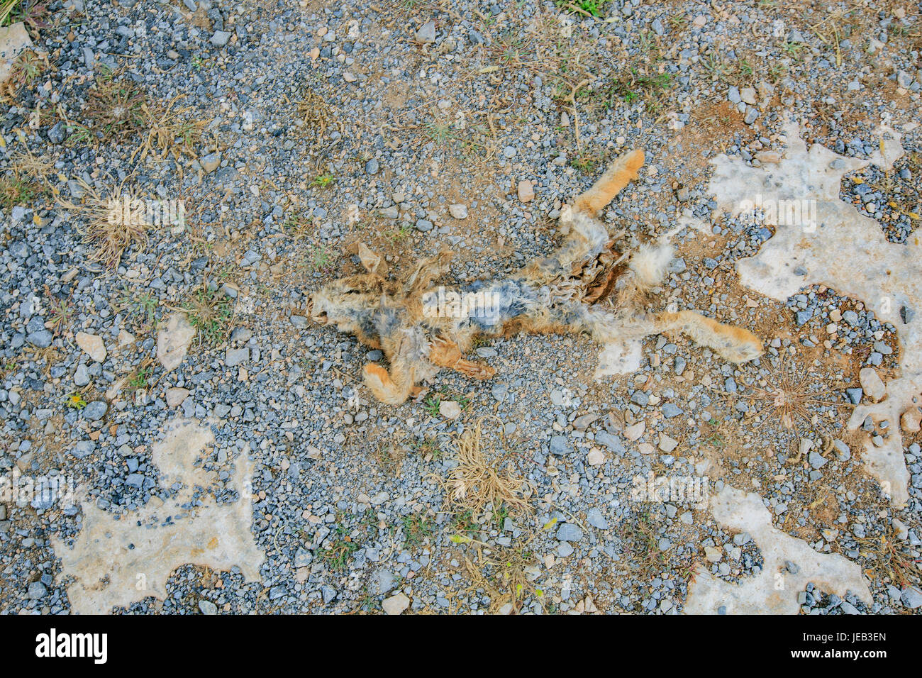 Death Rabbit High Resolution Stock Photography and Images - Alamy