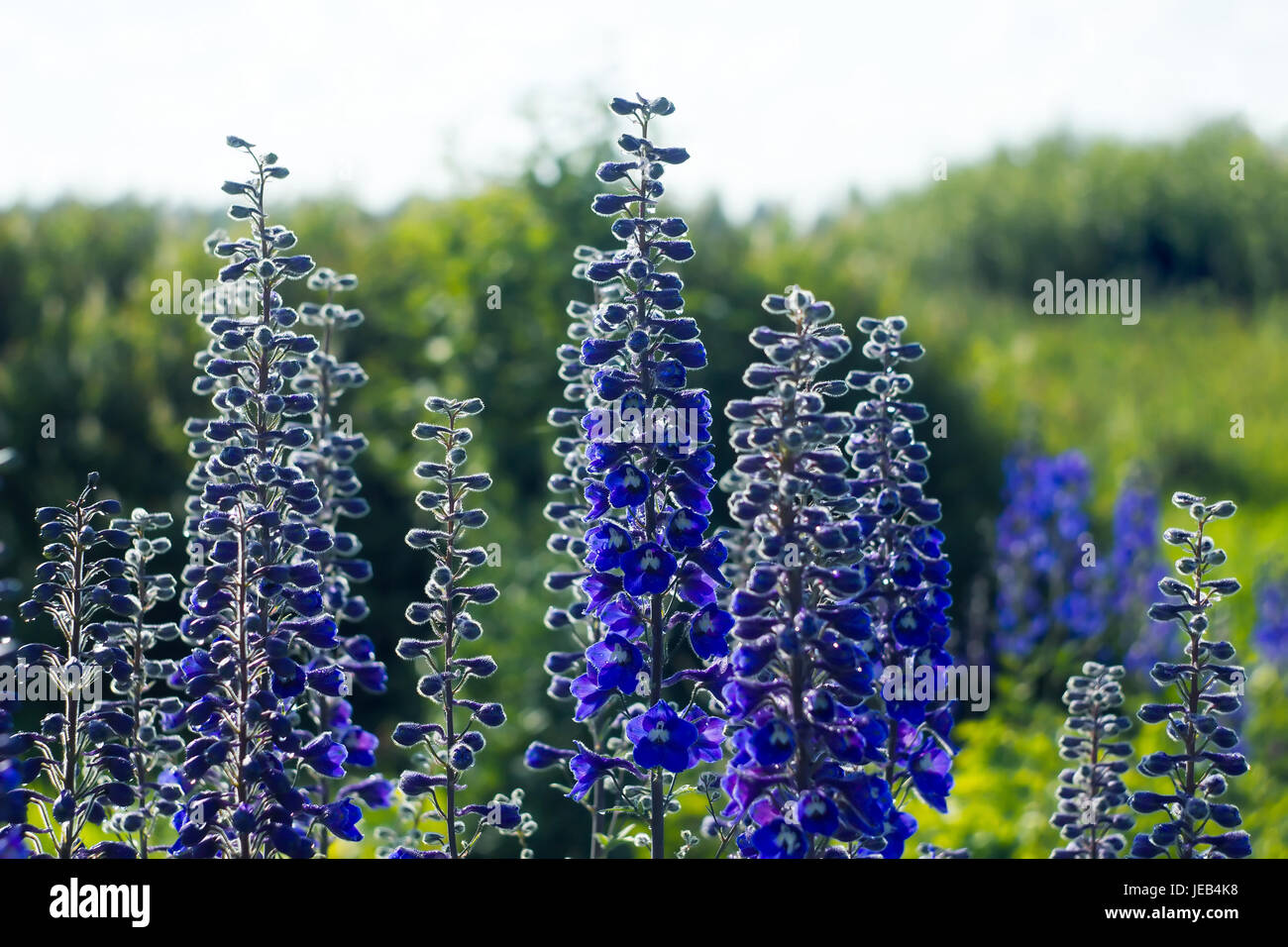 Larkspur flowers in the garden Stock Photo - Alamy