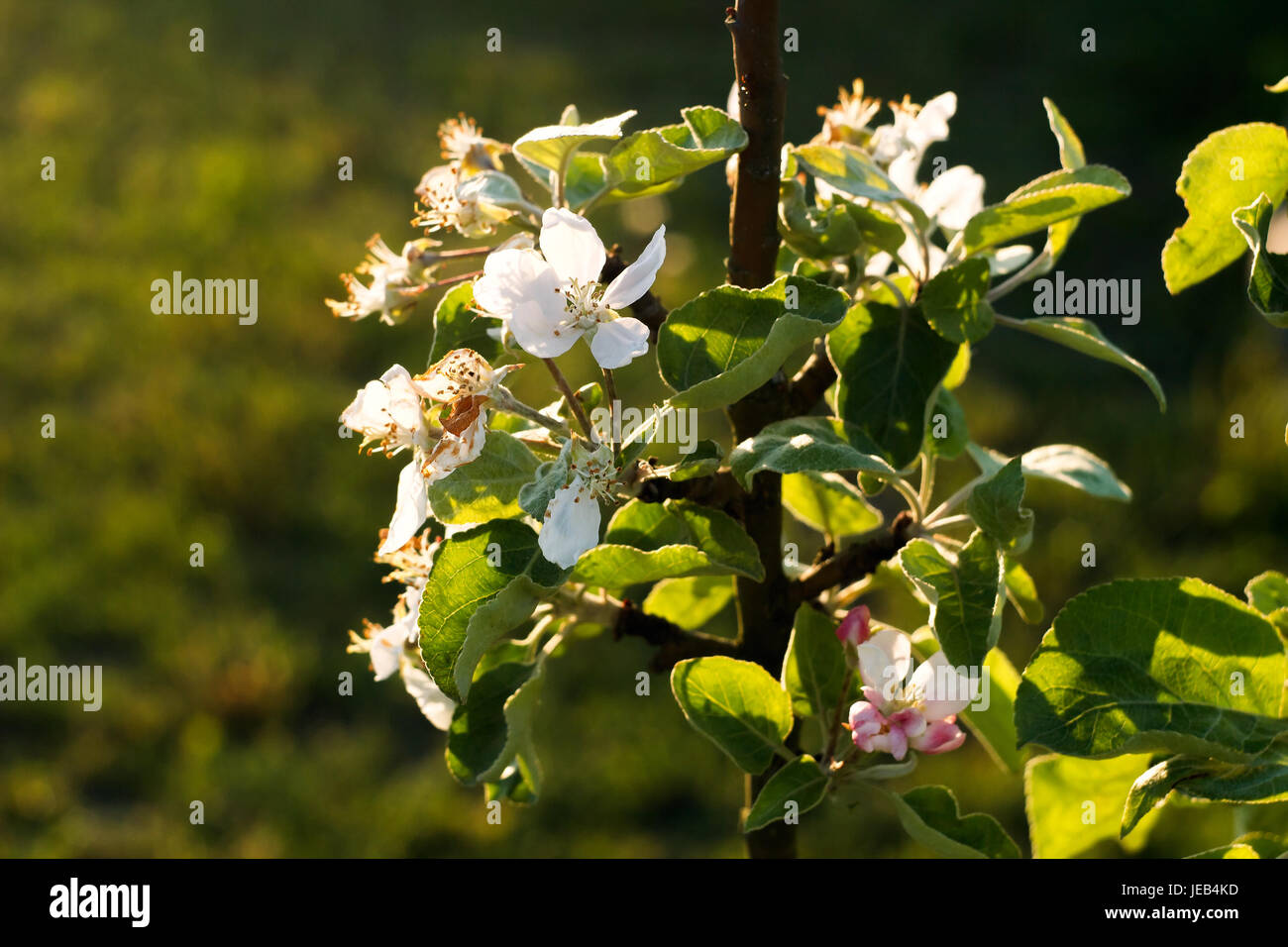 Columnar apple tree hi-res stock photography and images - Alamy