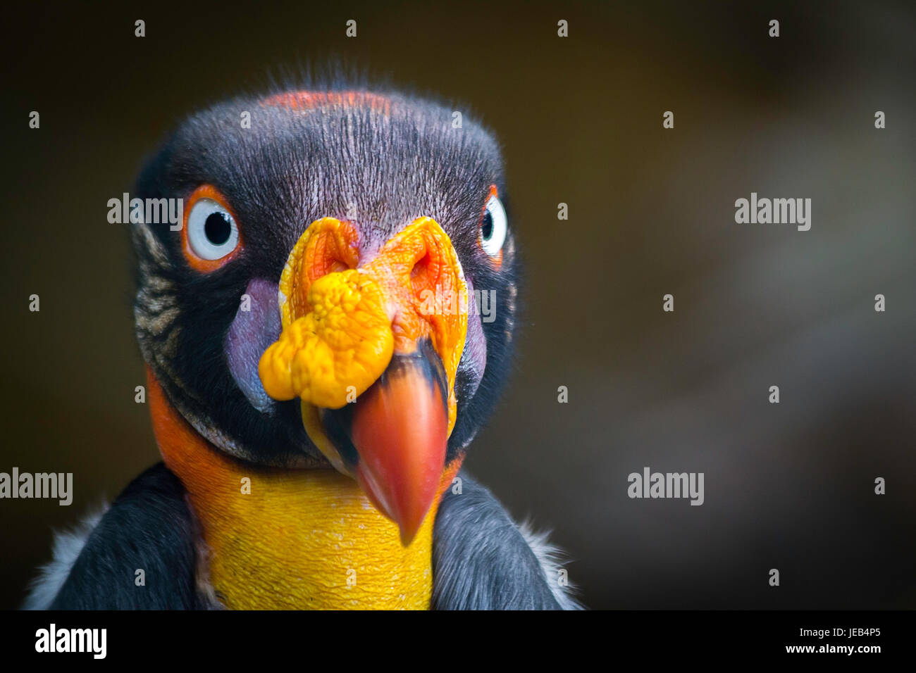 closeup of a very colorful king vulture and stare Stock Photo - Alamy
