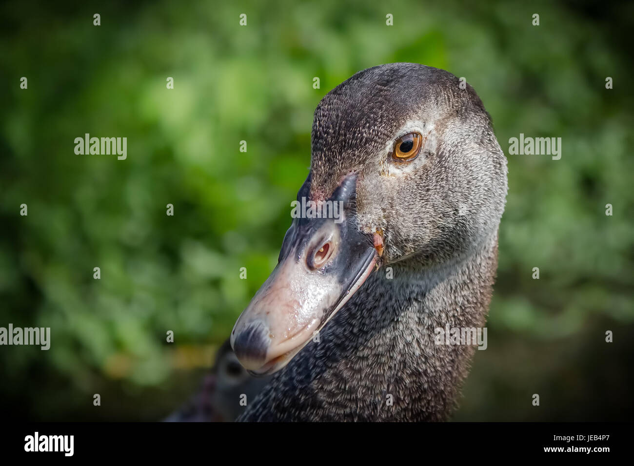 Duck quack hi-res stock photography and images - Alamy