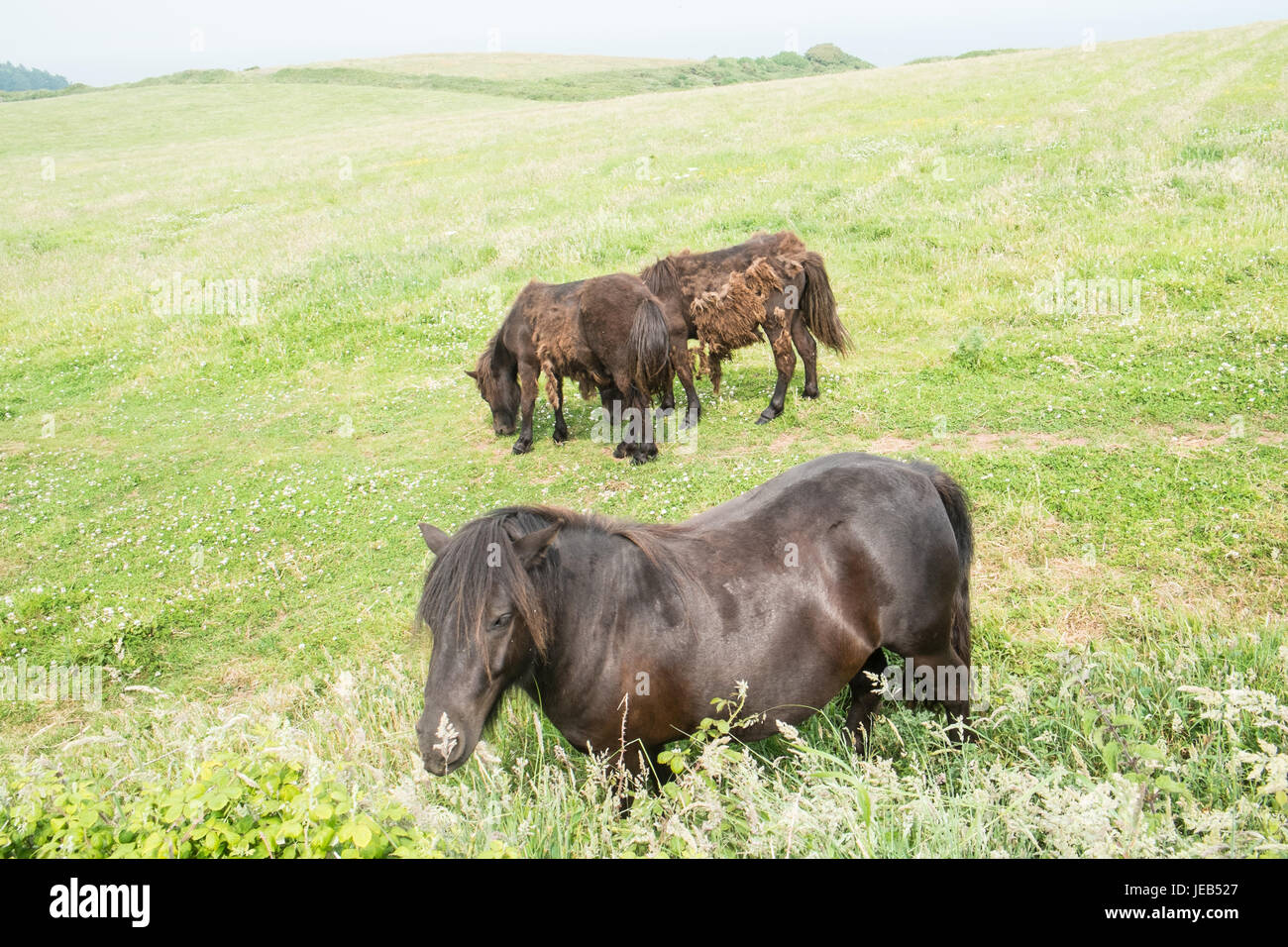 Ancient celtic pony hi-res stock photography and images - Alamy