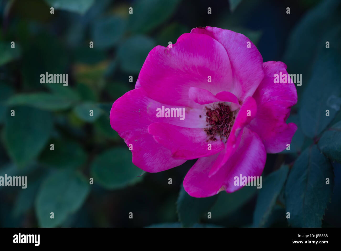 Closeup of Pink Rose Blossom Glowing against a Darker Background of ...