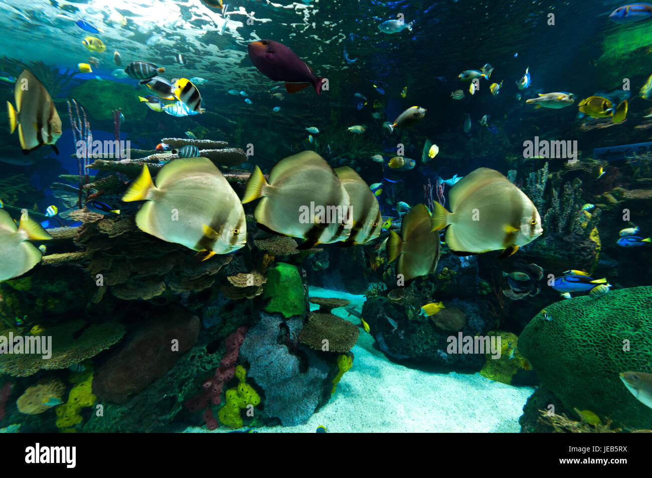 Exotic marine animals swimming in an aquarium in Toronto, Canada Stock ...