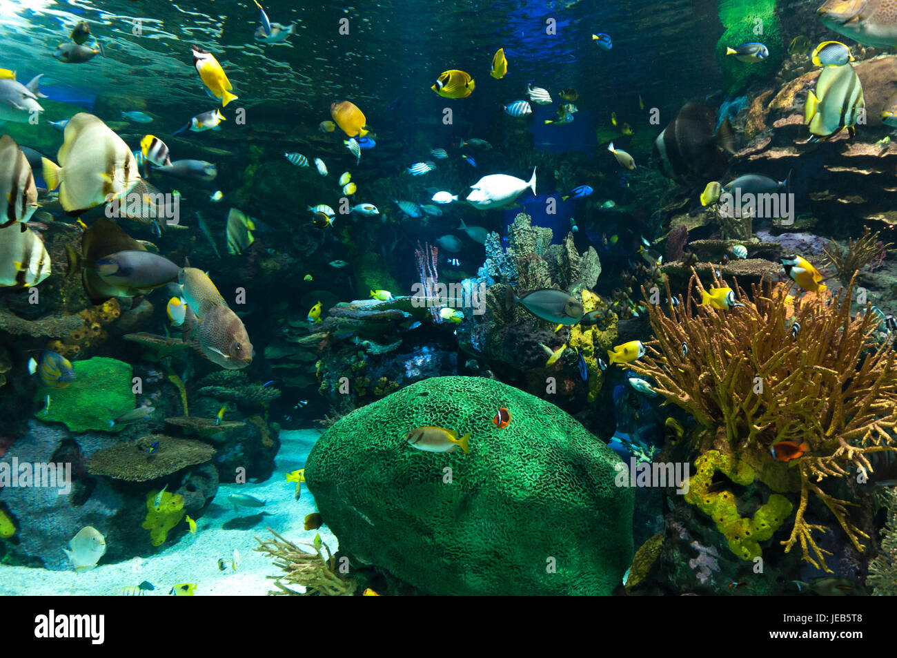 Exotic marine animals swimming in an aquarium in Toronto, Canada Stock ...
