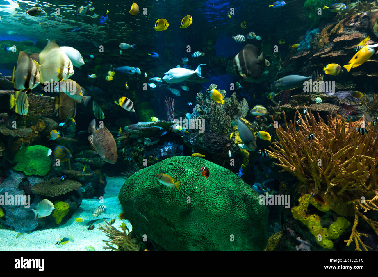 Exotic marine animals swimming in an aquarium in Toronto, Canada Stock ...