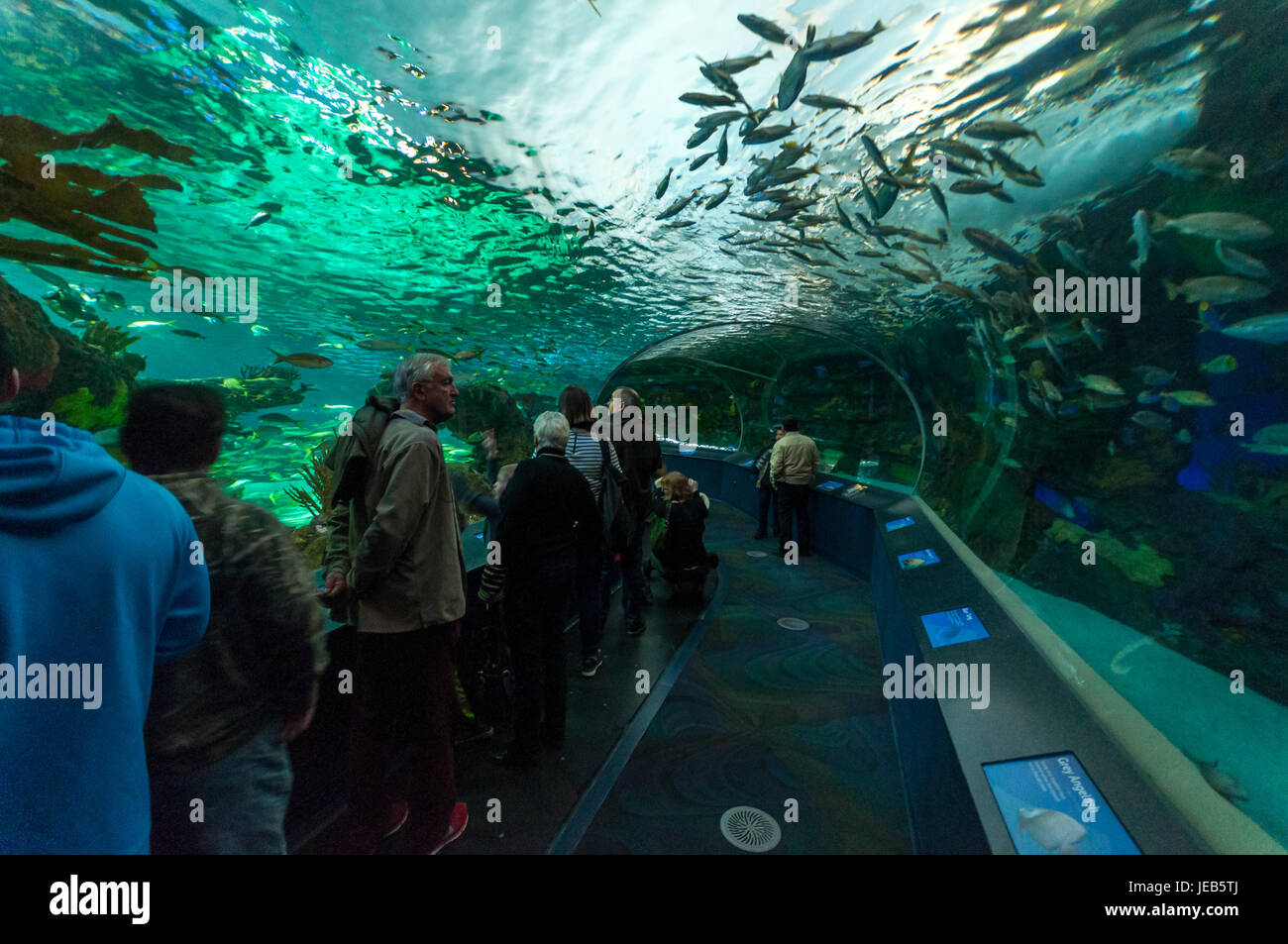 People watching the fish in the aquarium in Toronto, Canada Stock Photo ...