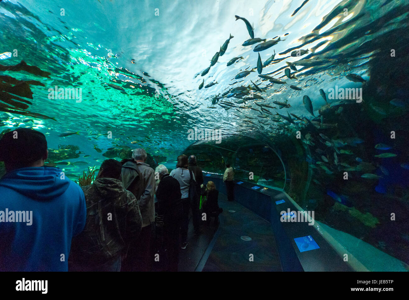 Exotic marine animals swimming in an aquarium in Toronto, Canada Stock ...