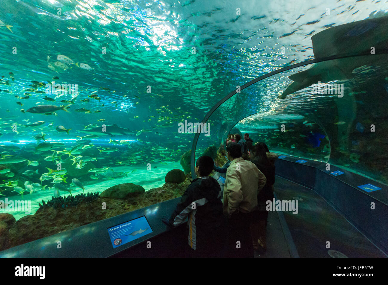 Exotic marine animals swimming in an aquarium in Toronto, Canada Stock ...