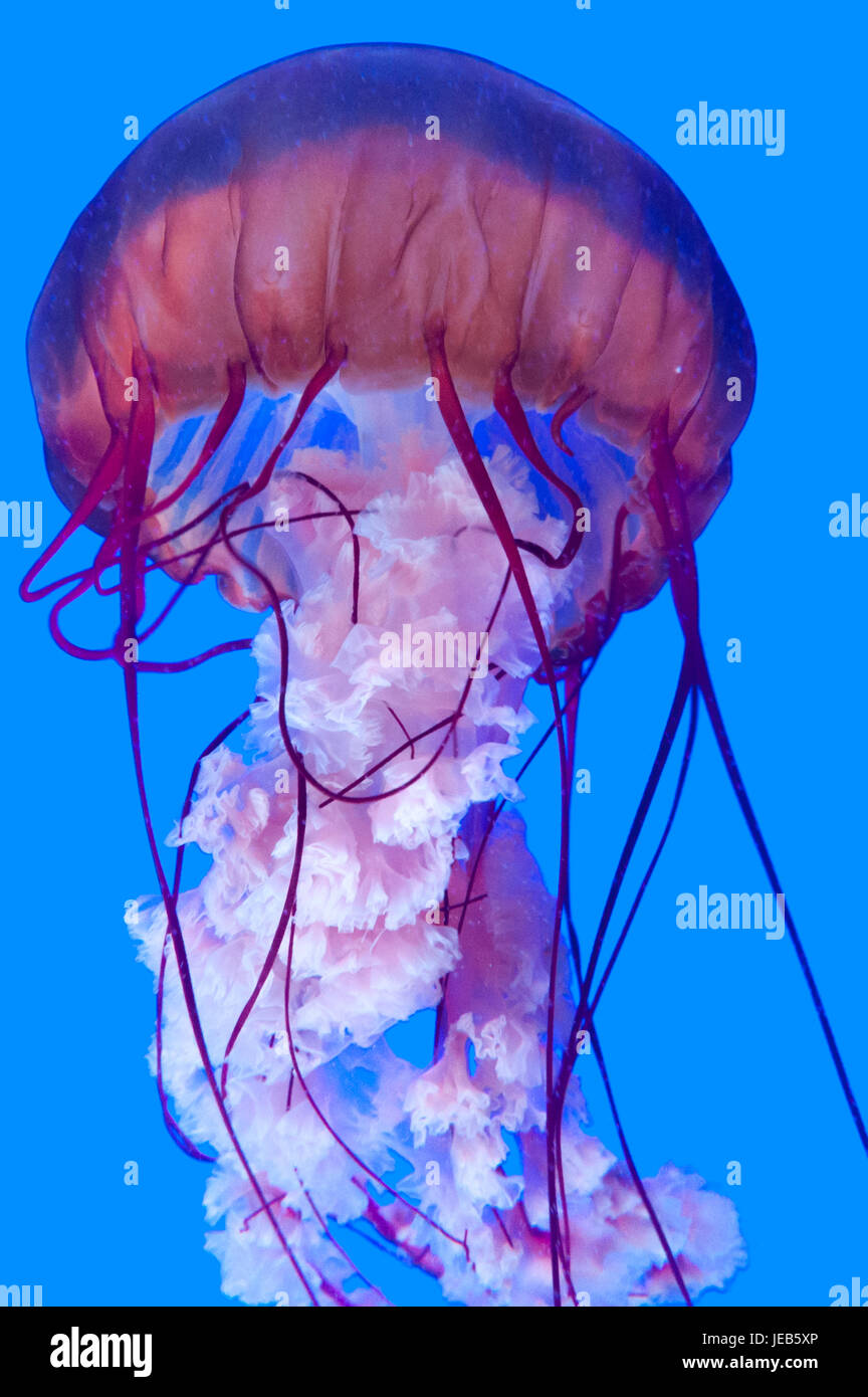 Exotic marine animals swimming in an aquarium in Toronto, Canada Stock ...