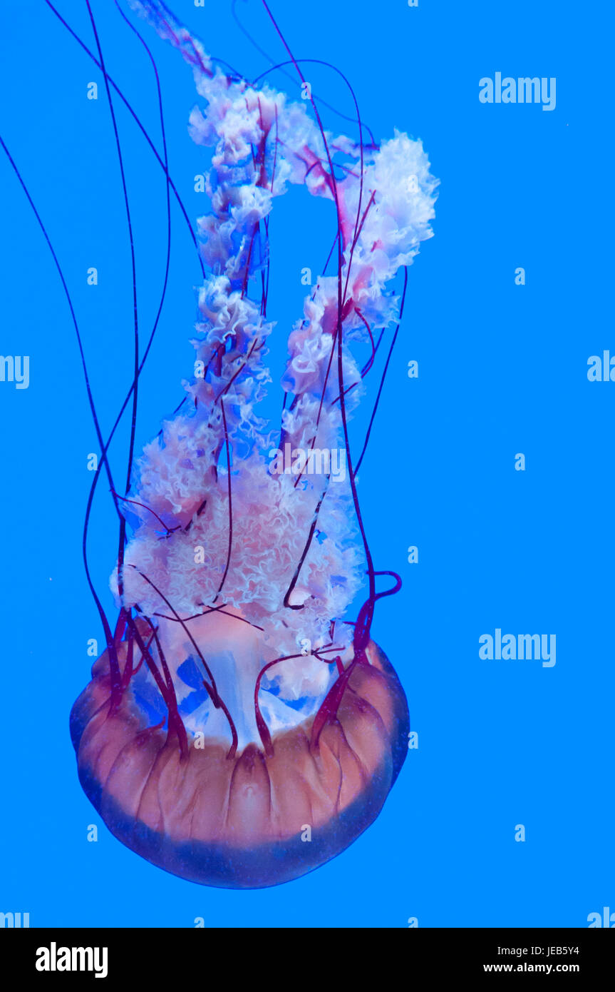 Exotic marine animals swimming in an aquarium in Toronto, Canada Stock ...