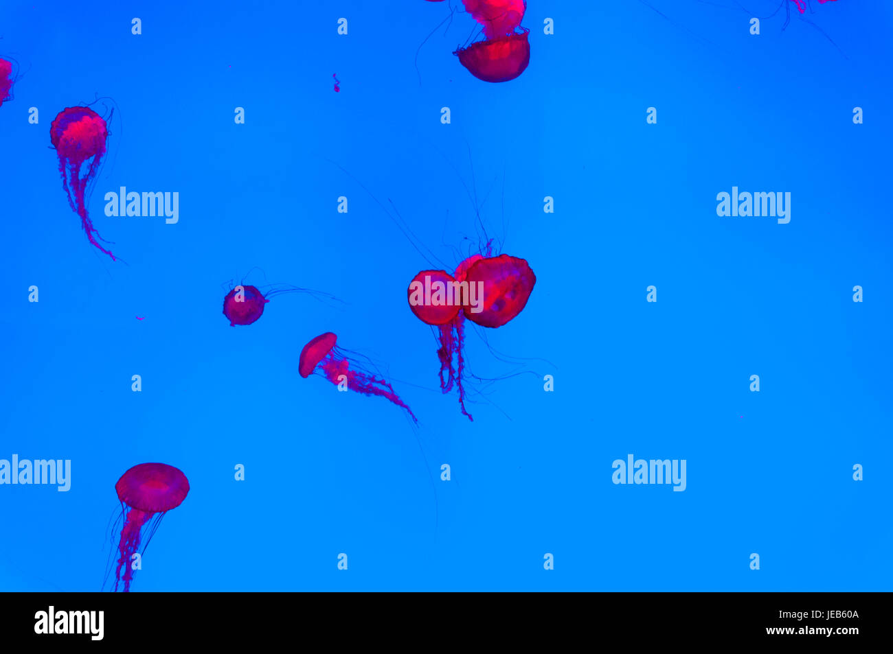 Exotic marine animals swimming in an aquarium in Toronto, Canada Stock ...