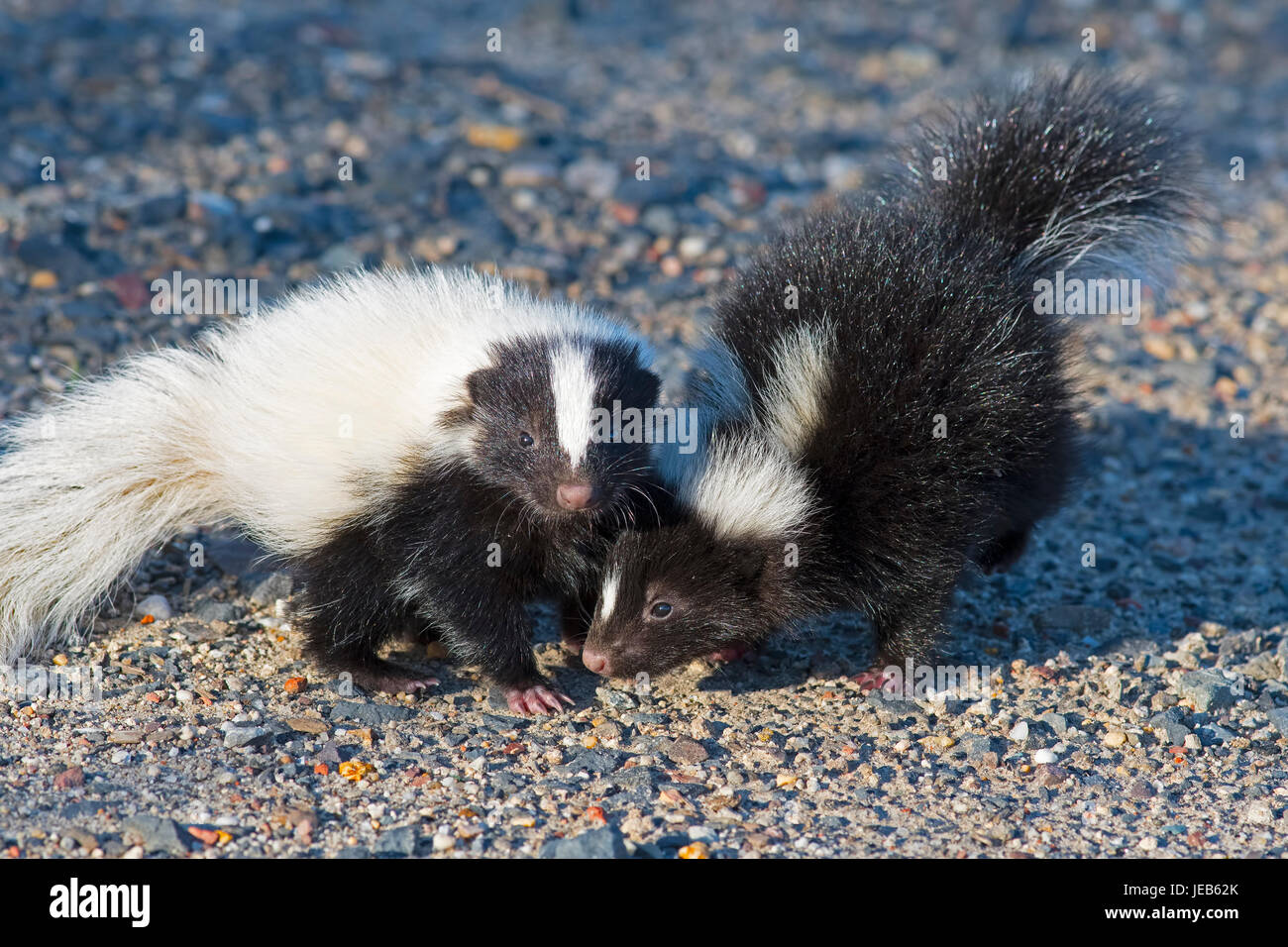 Skunks hi-res stock photography and images - Alamy