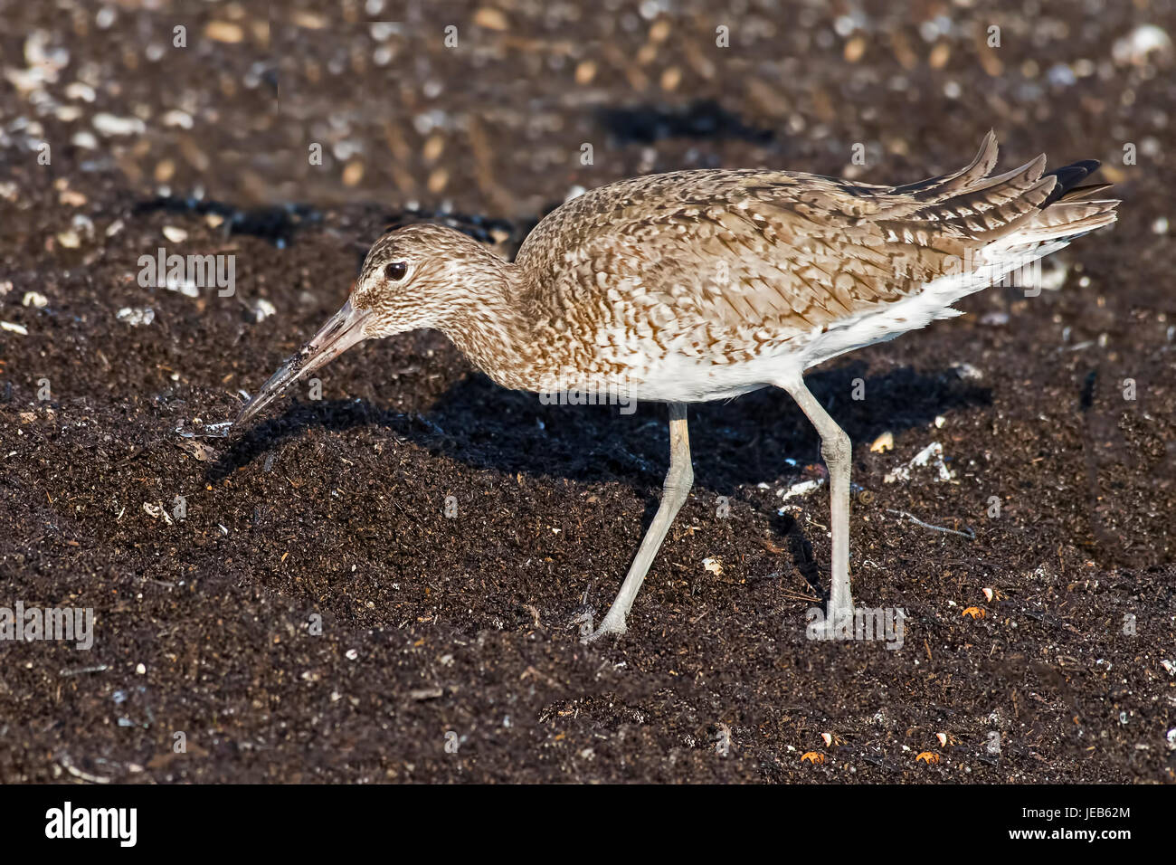 Willett bird hi-res stock photography and images - Alamy