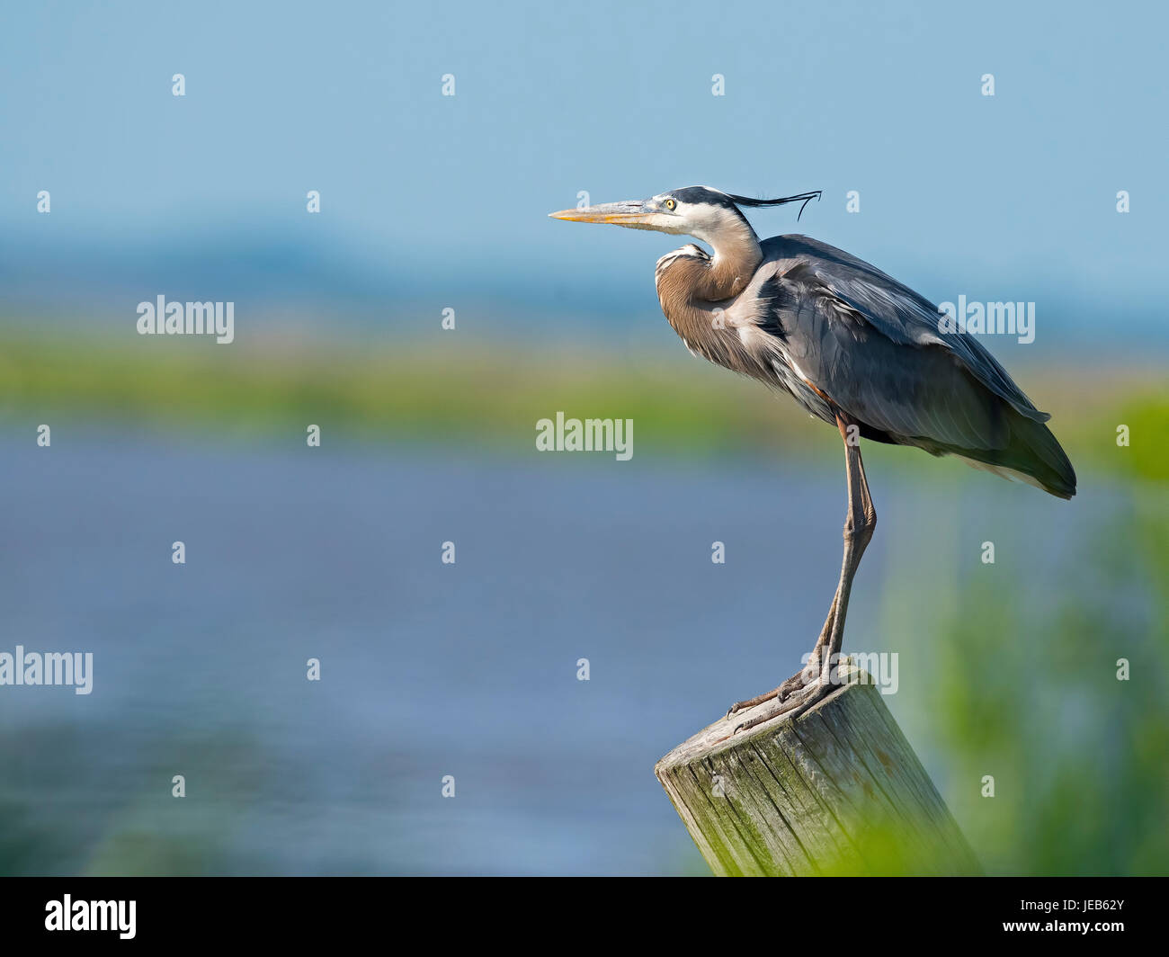 Great Blue Heron Standing on Piling Stock Photo - Alamy