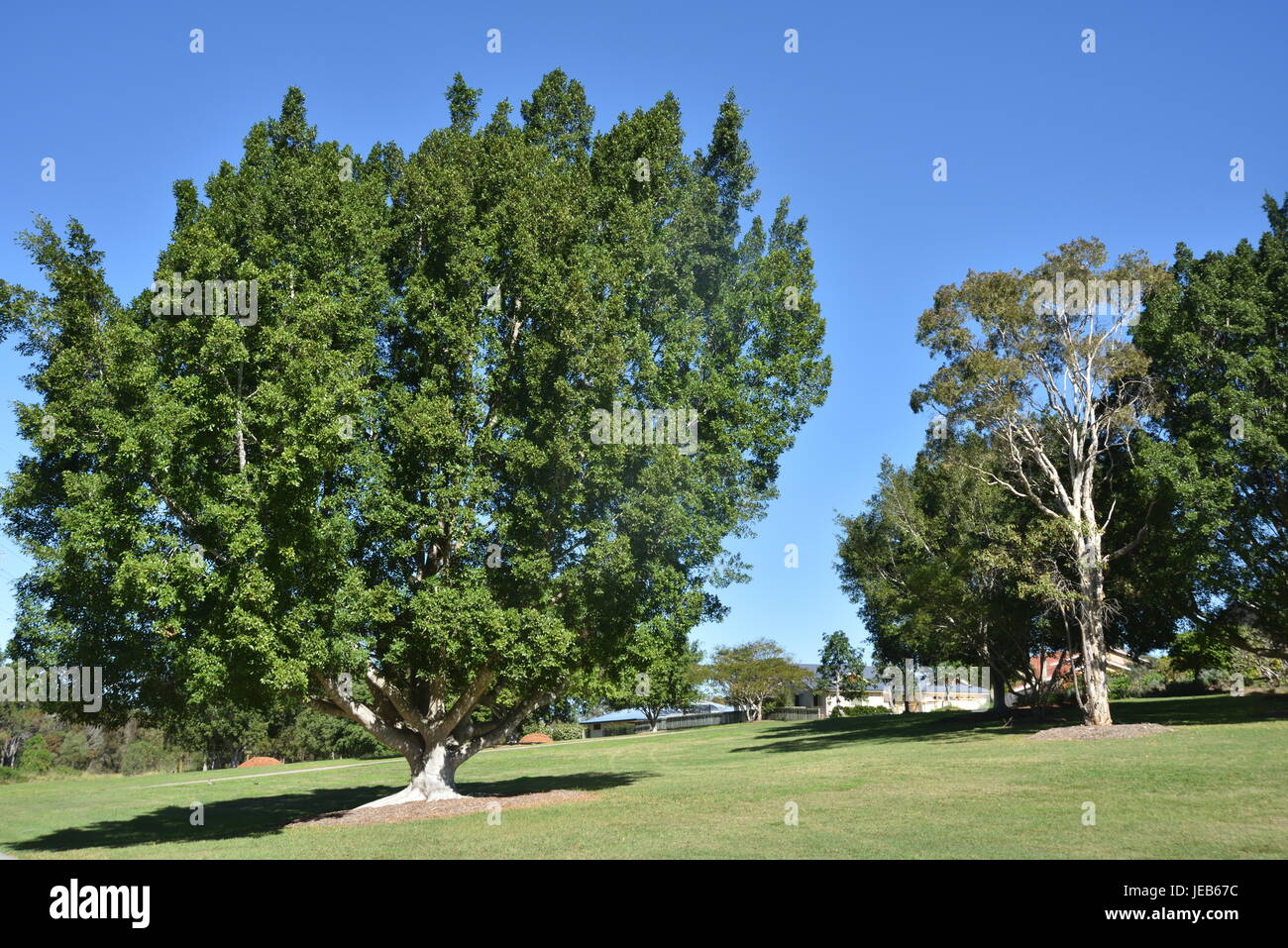 Thick trees in public park, Brisbane, Queensland, Australia Stock Photo ...
