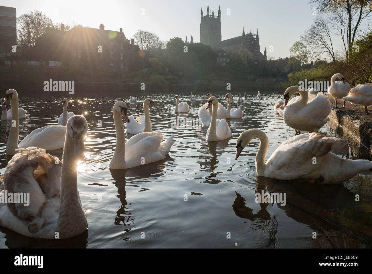 Worcester, Worcestershire, UK. 9th April 2017. Swans gather on the bank ...