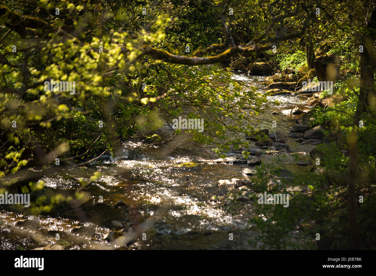 River near Barrasford, Northumberland Stock Photo - Alamy