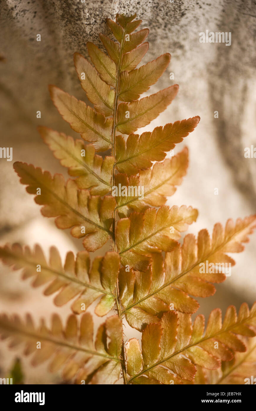 Browning leaf hi-res stock photography and images - Alamy