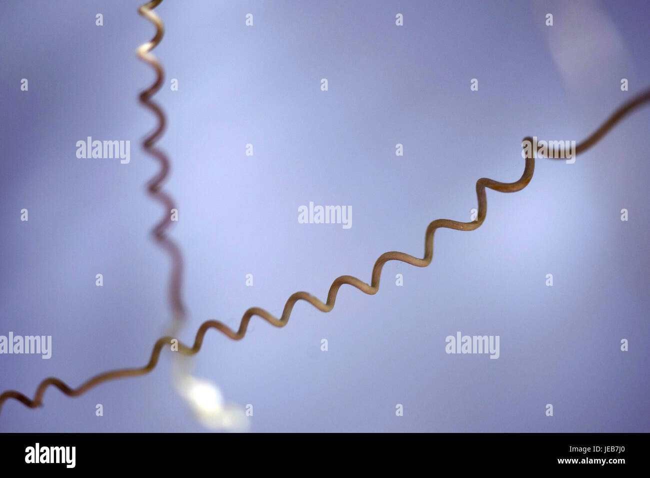 Tendril patterns hi-res stock photography and images - Alamy