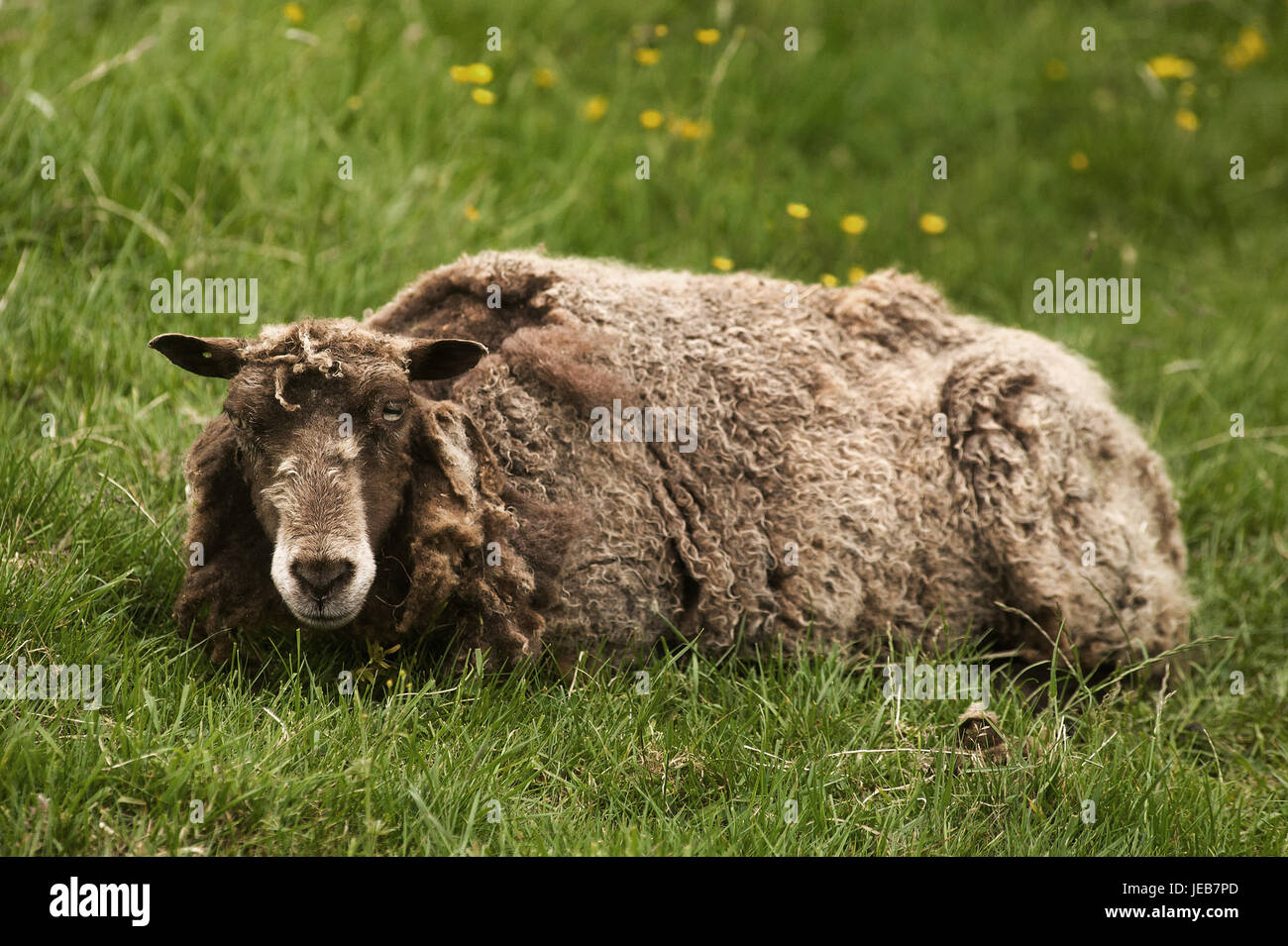 Ugly sheep hi-res stock photography and images - Alamy