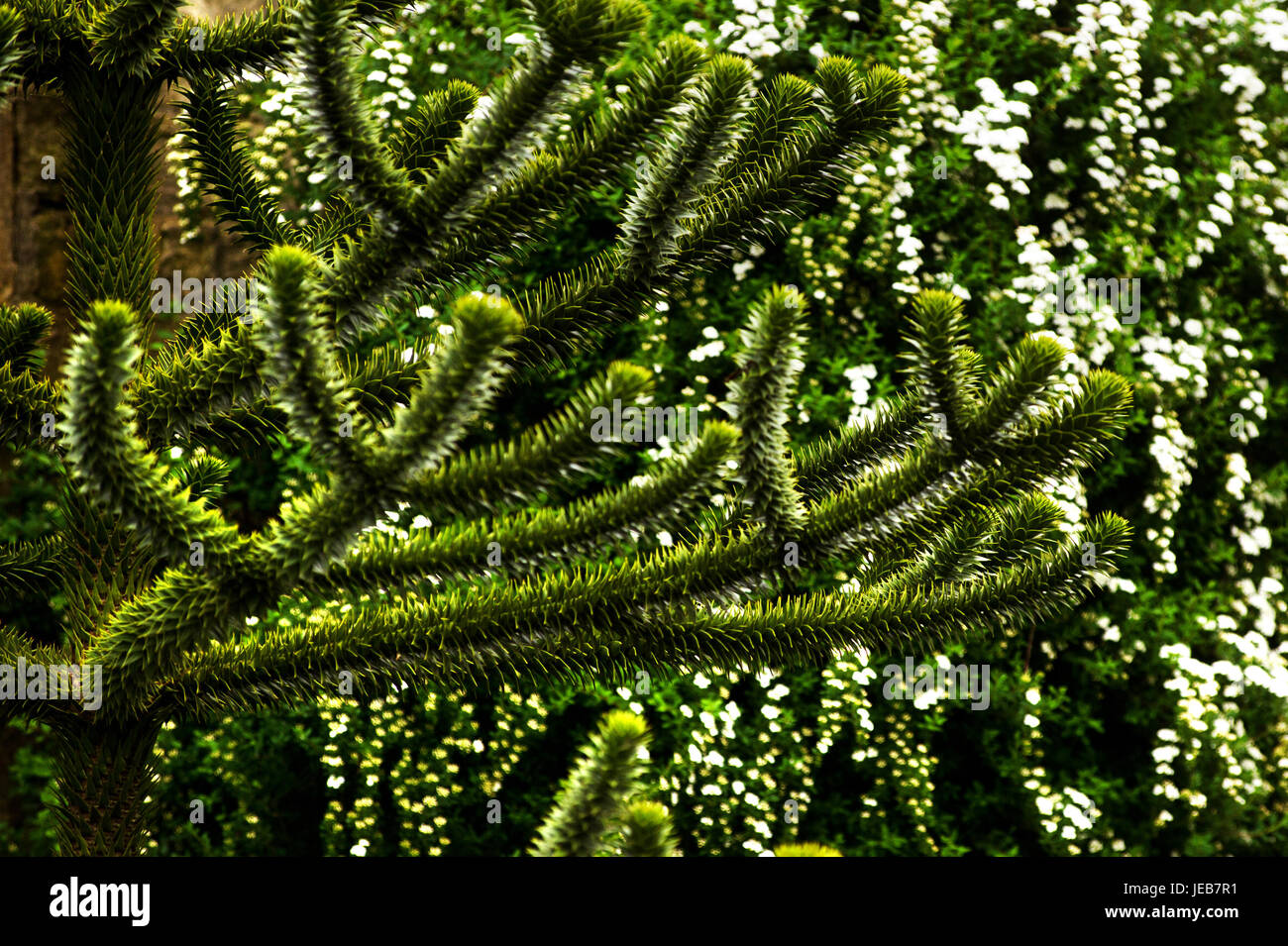 Monkey Puzzle Tree / Spiky tree Stock Photo - Alamy
