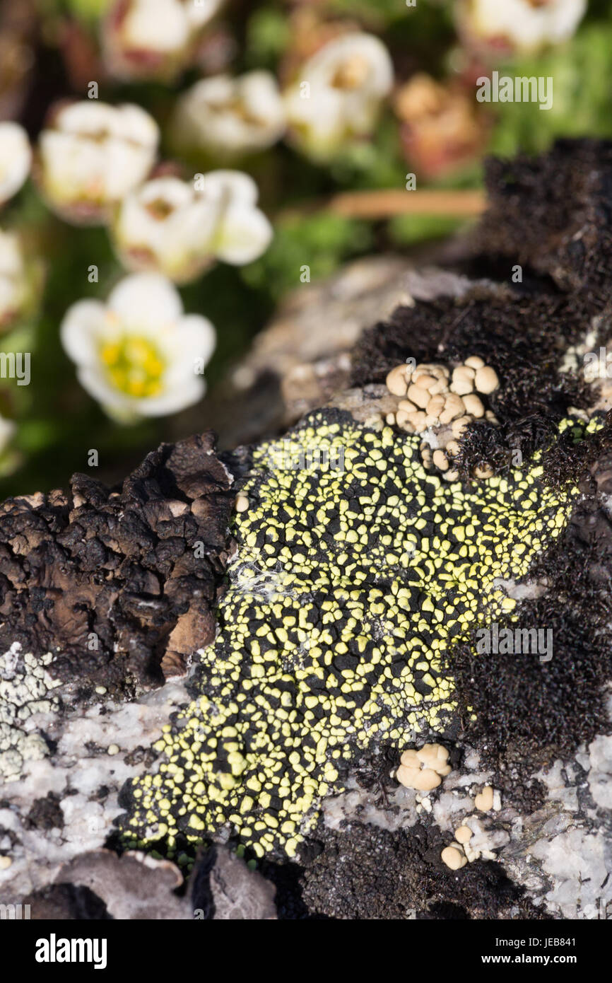 Dark lichen hi-res stock photography and images - Alamy
